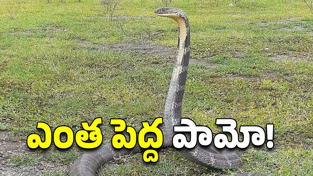 15-foot Snake: పొలాల్లో రైతులు.. చూసేందుకు వచ్చిన బిగ్ స్నేక్.. ఆ ...