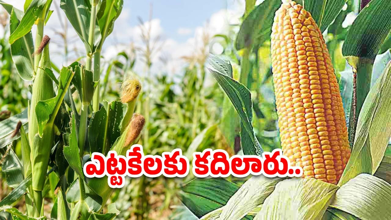 Swetcha Media: స్వేచ్చ ఎఫెక్ట్.. మొక్కజొన్న పంటకు కదిలిన అధికారులు ...