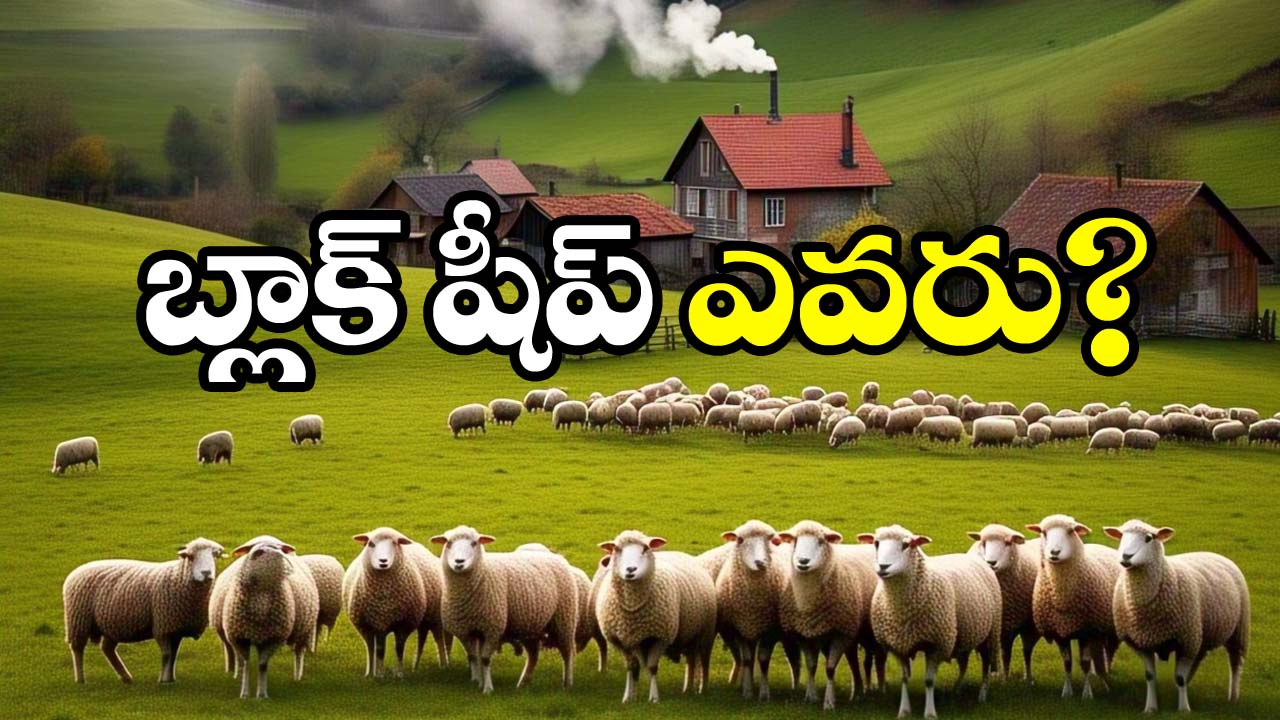Sheep Distribution Scam: గొర్రెల స్కామ్ ఏ1 అరెస్ట్.. కింగ్ పిన్ ...