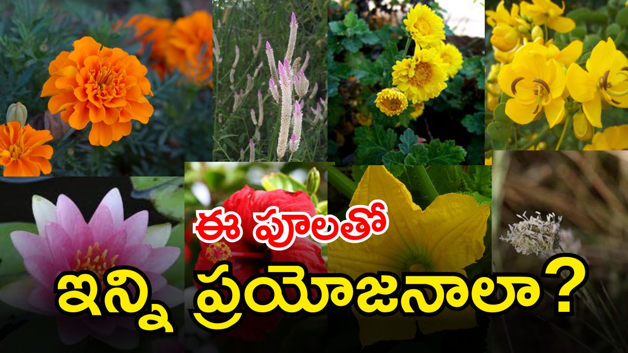 Bathukamma Flowers: బతుకమ్మలో పేర్చే ఒక్కో పువ్వుకి ఒక్కో అర్థం.