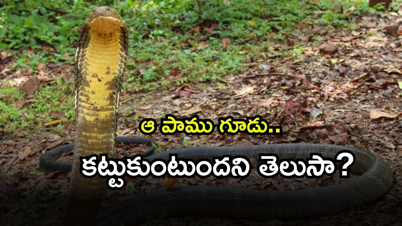 Snakes: గూడు కట్టుకునే పాము ఉందని తెలుసా?